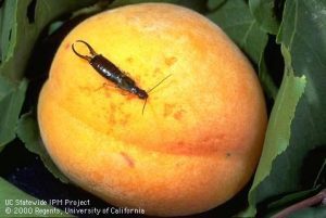 What To Do When You Have An Earwig Problem - myMotherLode.com
