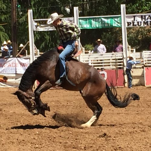 Yahoo, Another Day Of Rodeo Fun - myMotherLode.com