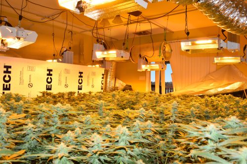 Whole House Converted To Illegal Pot Grow Busted In Valley Springs ...
