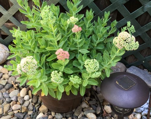 Help for Matilda The Plant - myMotherLode.com