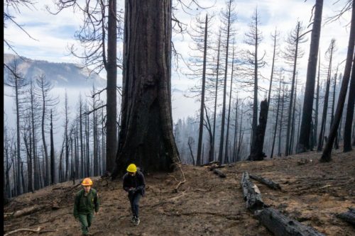 Fifth Of All Giant Sequoia Trees Torched In Wildfires - myMotherLode.com