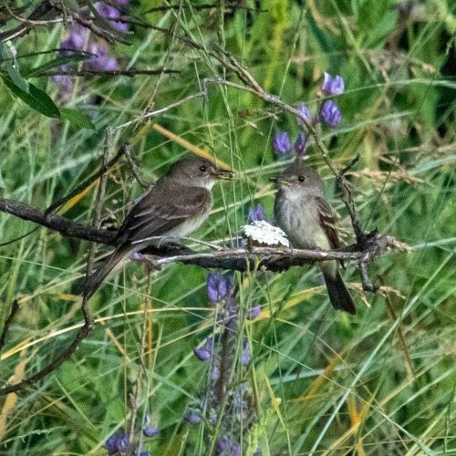 Endangered Bird Flying High In Yosemite - myMotherLode.com