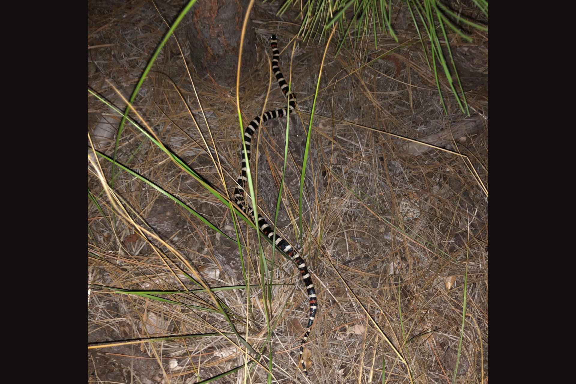It’s Snake Season In Yosemite - myMotherLode.com