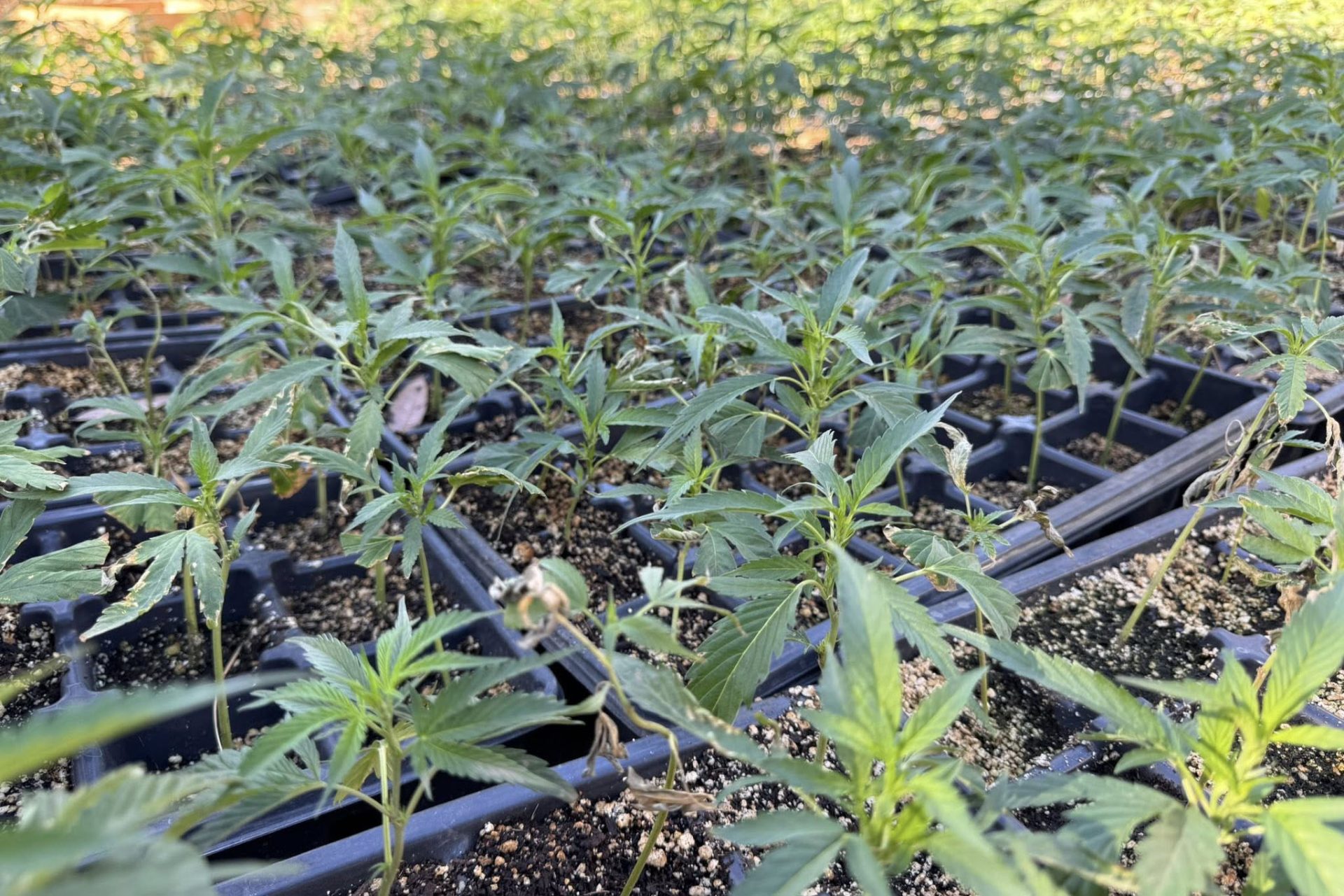 Two Illegal Grows Bust In Mariposa County - myMotherLode.com